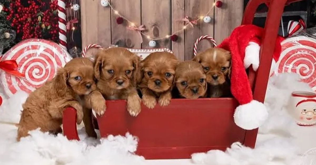 Pandorable Cavaliers, responsible breeder in Queensland - RightPaw