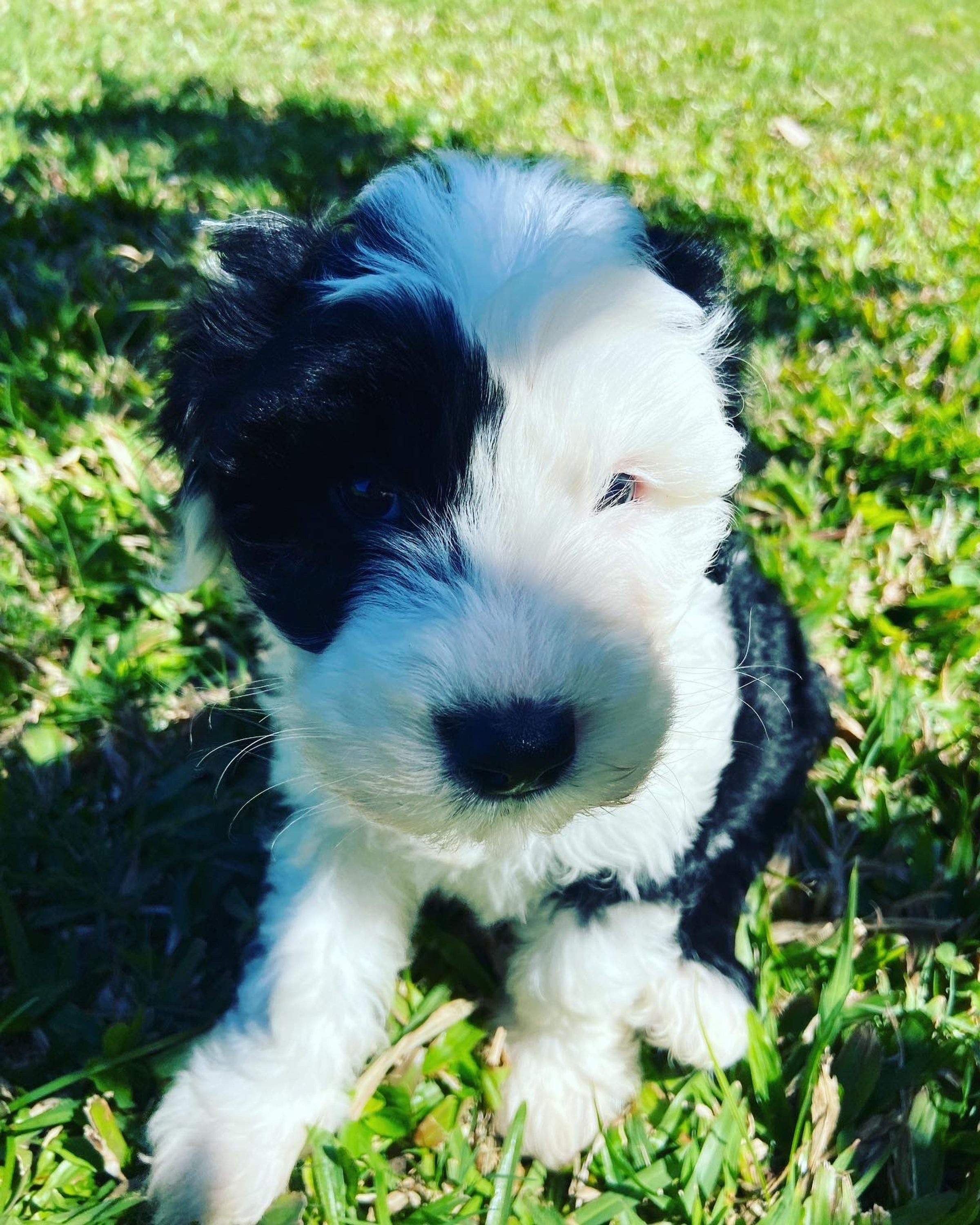 Bertana Sheepadoodles, responsible breeder in Queensland - RightPaw