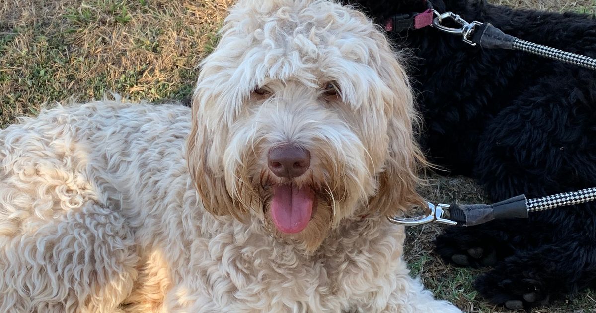 Kari Labradoodles, responsible breeder in Queensland - RightPaw