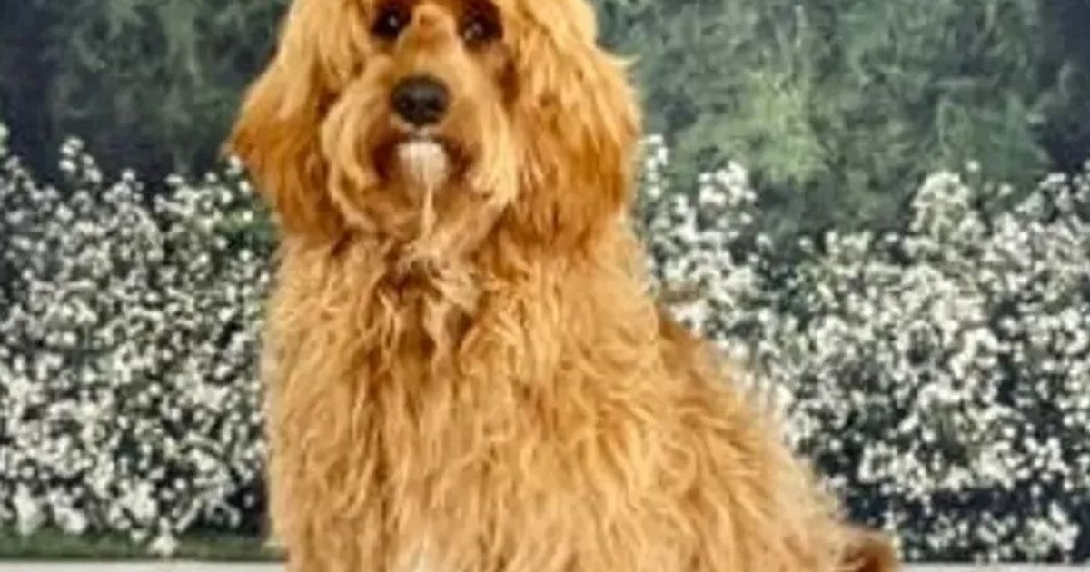 Oodles of Mini Groodles, responsible breeder in Queensland - RightPaw