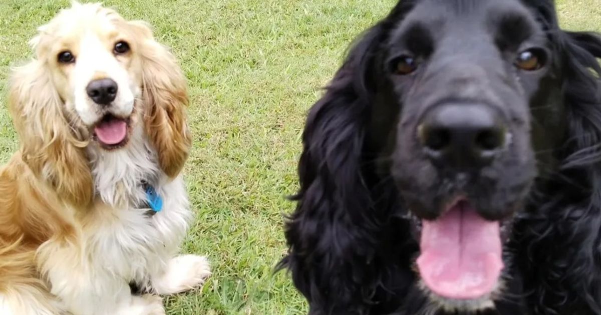Arglstt Babies - Cocker Spaniels, responsible breeder in Queensland - RightPaw