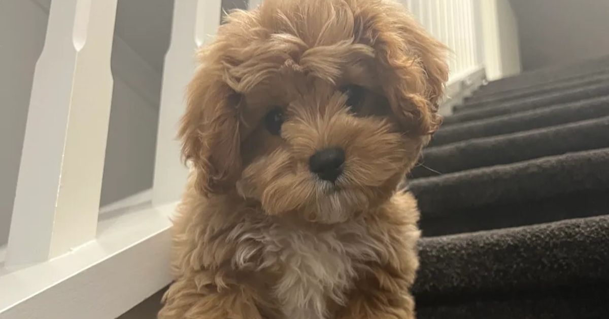 Ocean Doods WA- Cavoodles, responsible breeder in Western Australia ...