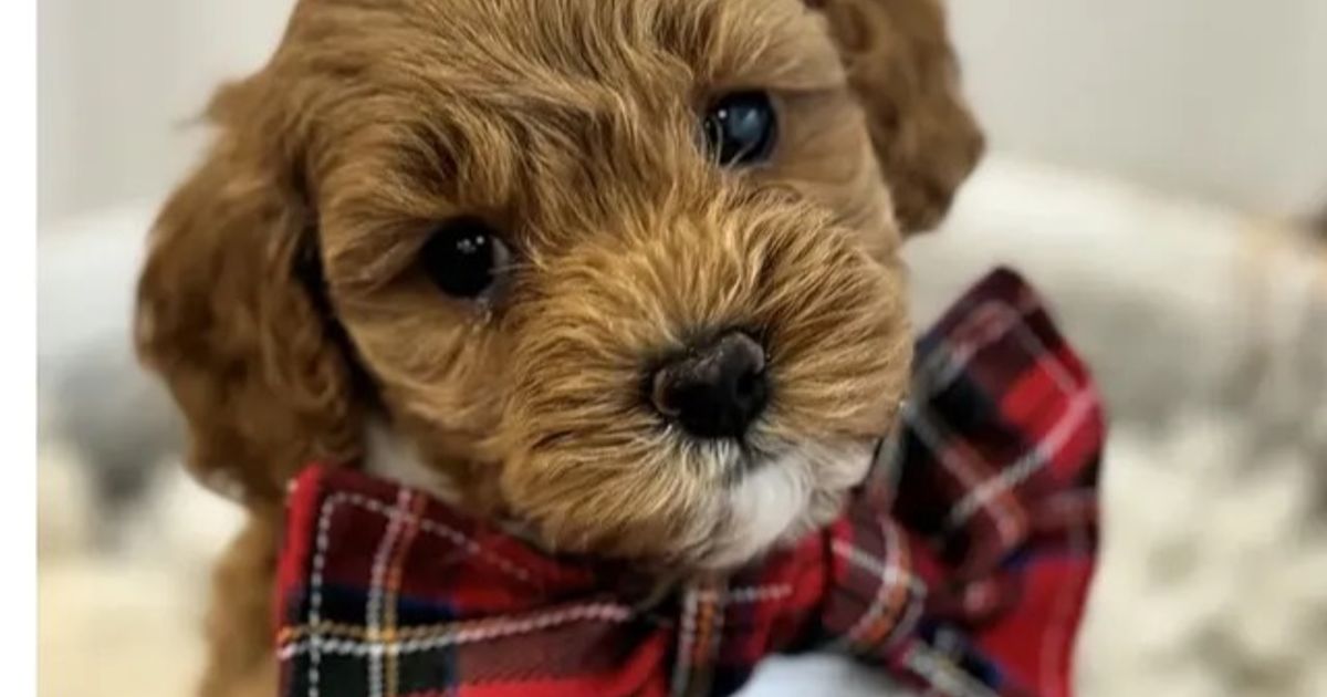 Georgia's Tiny Cavoodles, responsible breeder in Queensland - RightPaw