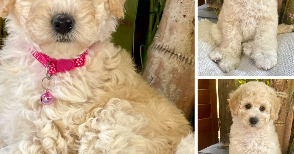 Mini Poodle x Bichon Frise (Bichoodle Paradise), responsible breeder in ...