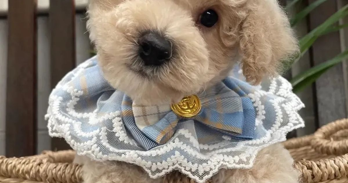Mini Poodle x Bichon Frise (Bichoodle Paradise), responsible breeder in ...