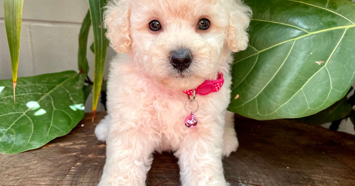 Mini Poodle x Bichon Frise (Bichoodle Paradise), responsible breeder in ...