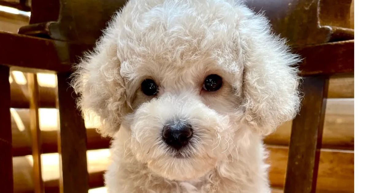 Mini Poodle x Bichon Frise (Bichoodle Paradise), responsible breeder in ...