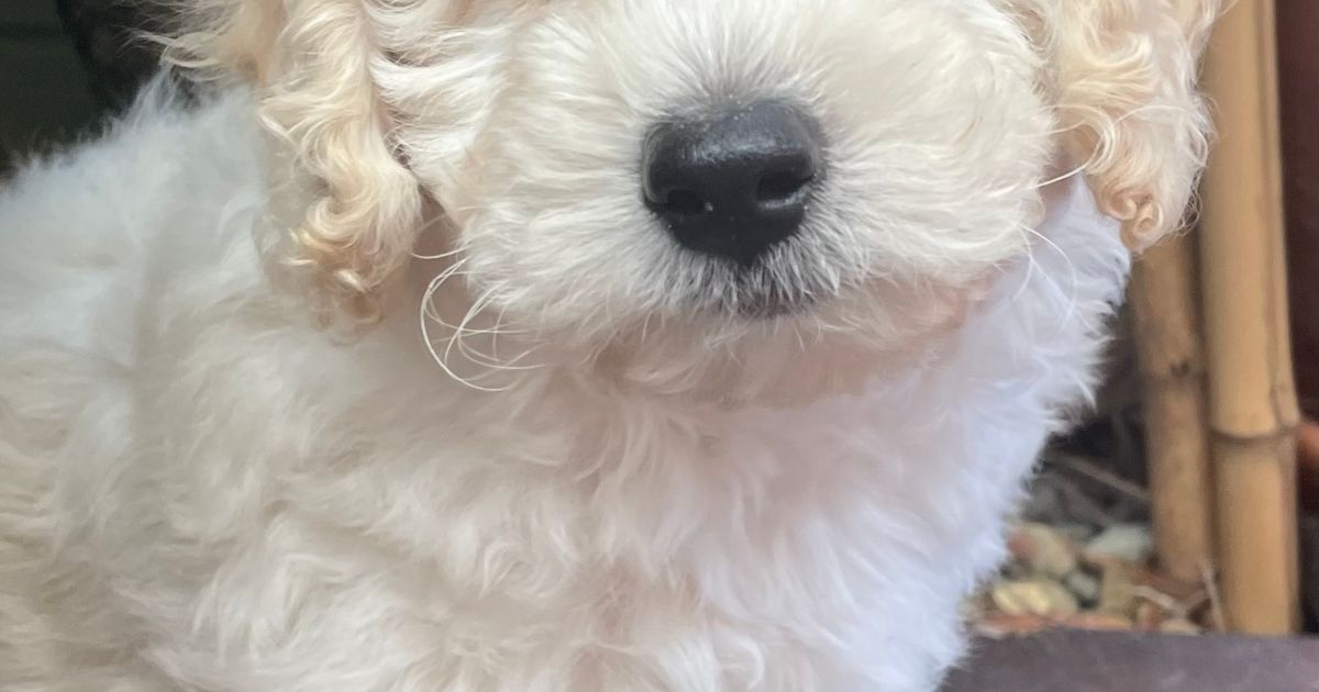 Mini Poodle x Bichon Frise (Bichoodle Paradise), responsible breeder in ...