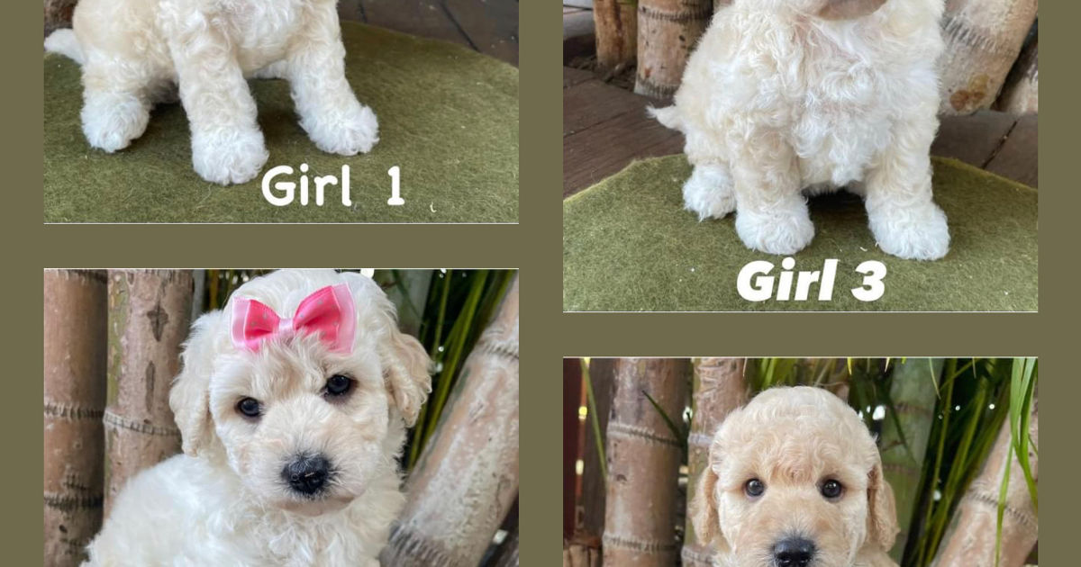Mini Poodle x Bichon Frise (Bichoodle Paradise), responsible breeder in ...