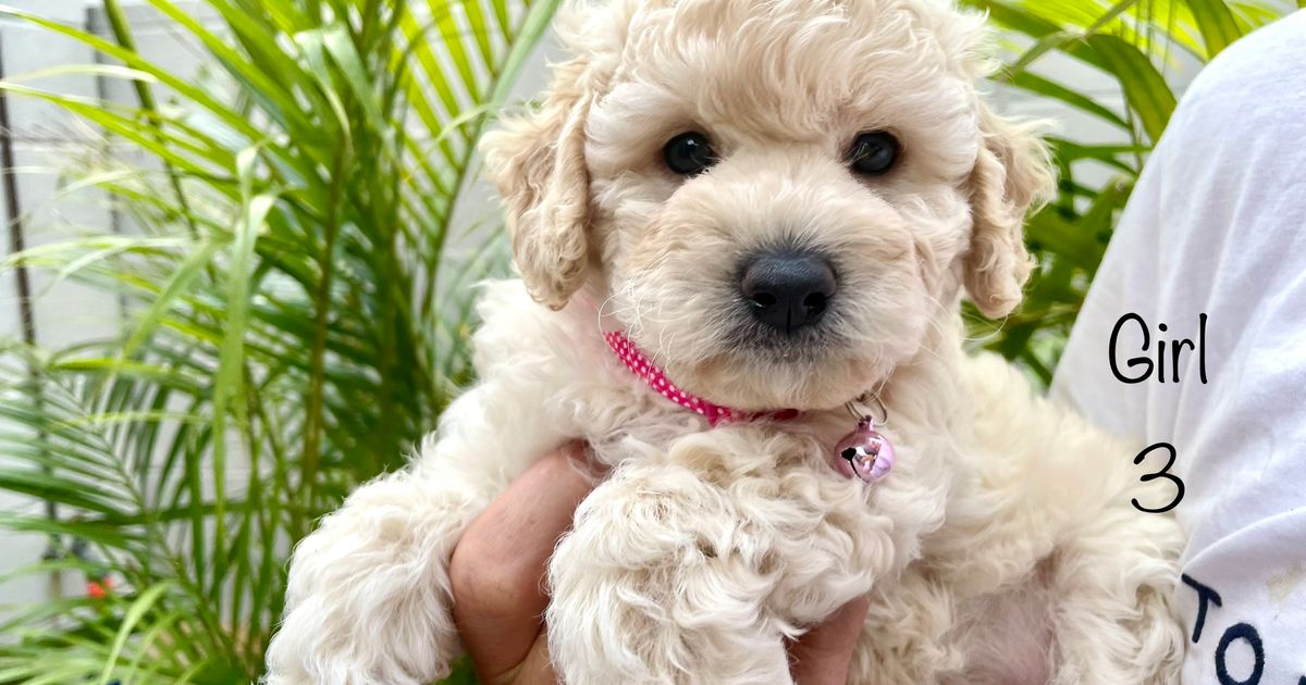 Mini Poodle x Bichon Frise (Bichoodle Paradise), responsible breeder in ...