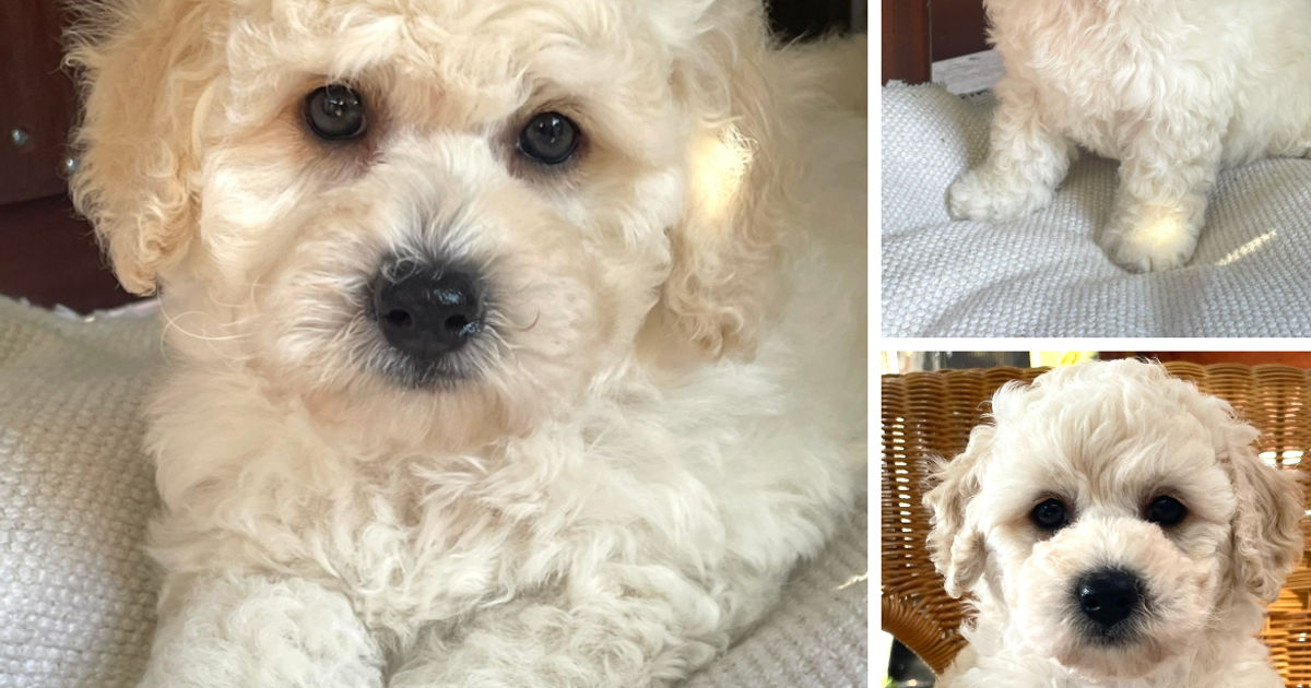 Mini Poodle x Bichon Frise (Bichoodle Paradise), responsible breeder in ...