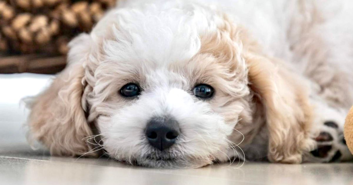 Mini Poodle x Bichon Frise (Bichoodle Paradise), responsible breeder in ...