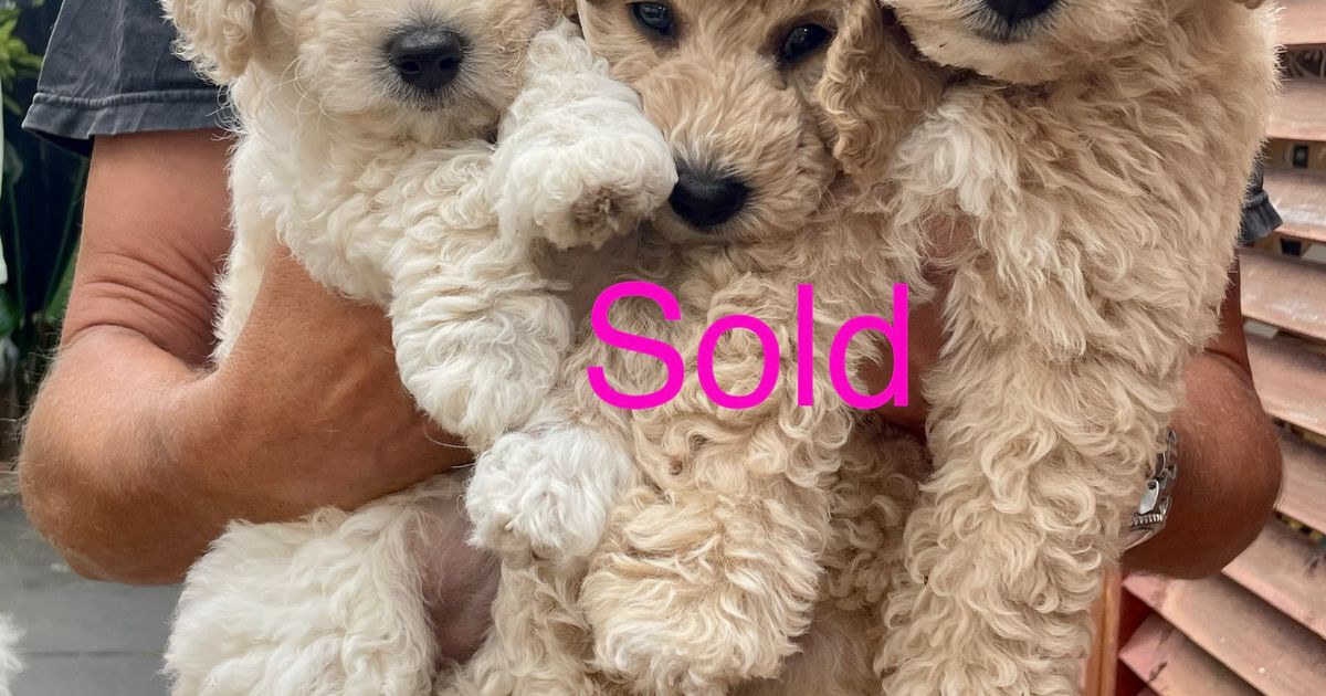 Mini Poodle x Bichon Frise (Bichoodle Paradise), responsible breeder in ...