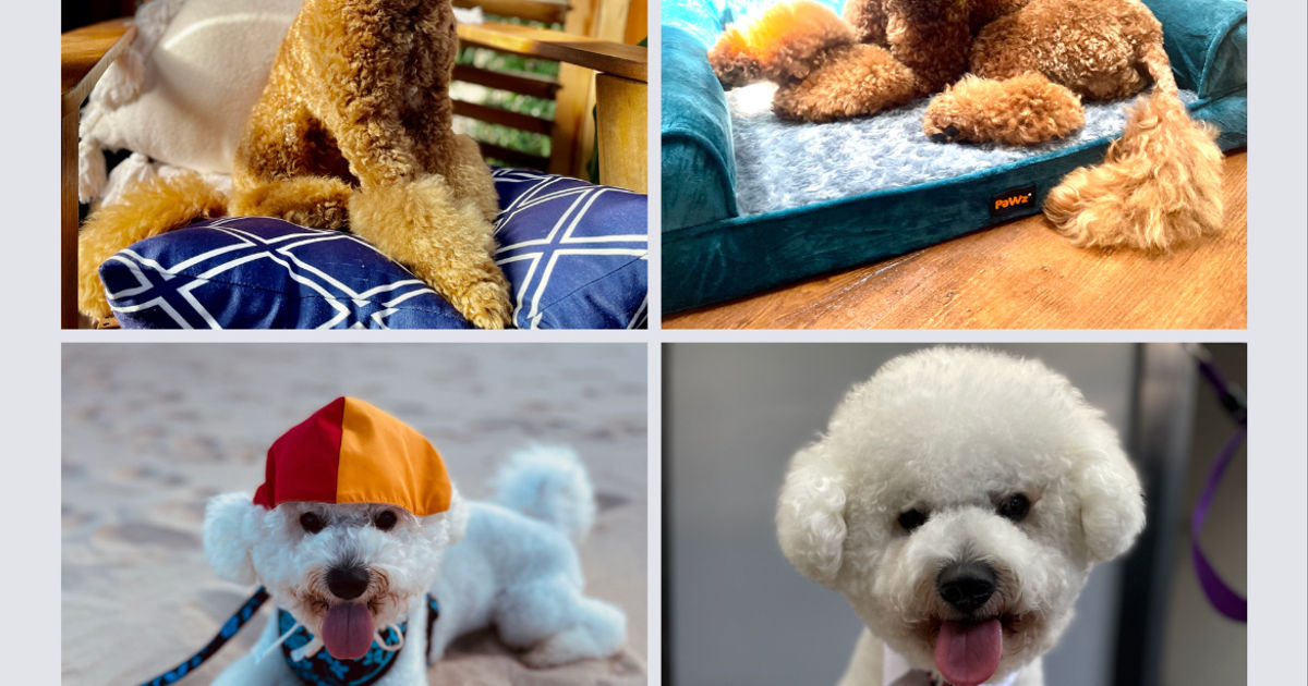 Mini Poodle x Bichon Frise (Bichoodle Paradise), responsible breeder in ...