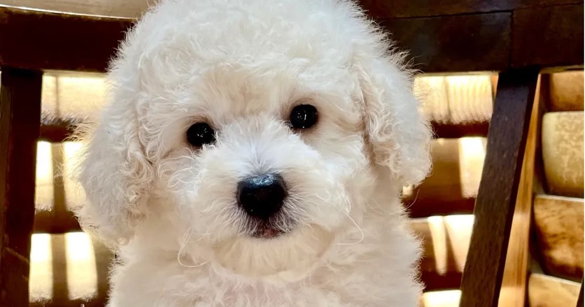 Mini Poodle x Bichon Frise (Bichoodle Paradise), responsible breeder in ...