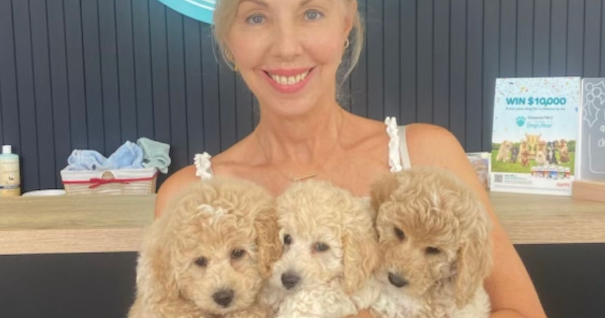 Mini Poodle x Bichon Frise (Bichoodle Paradise), responsible breeder in ...