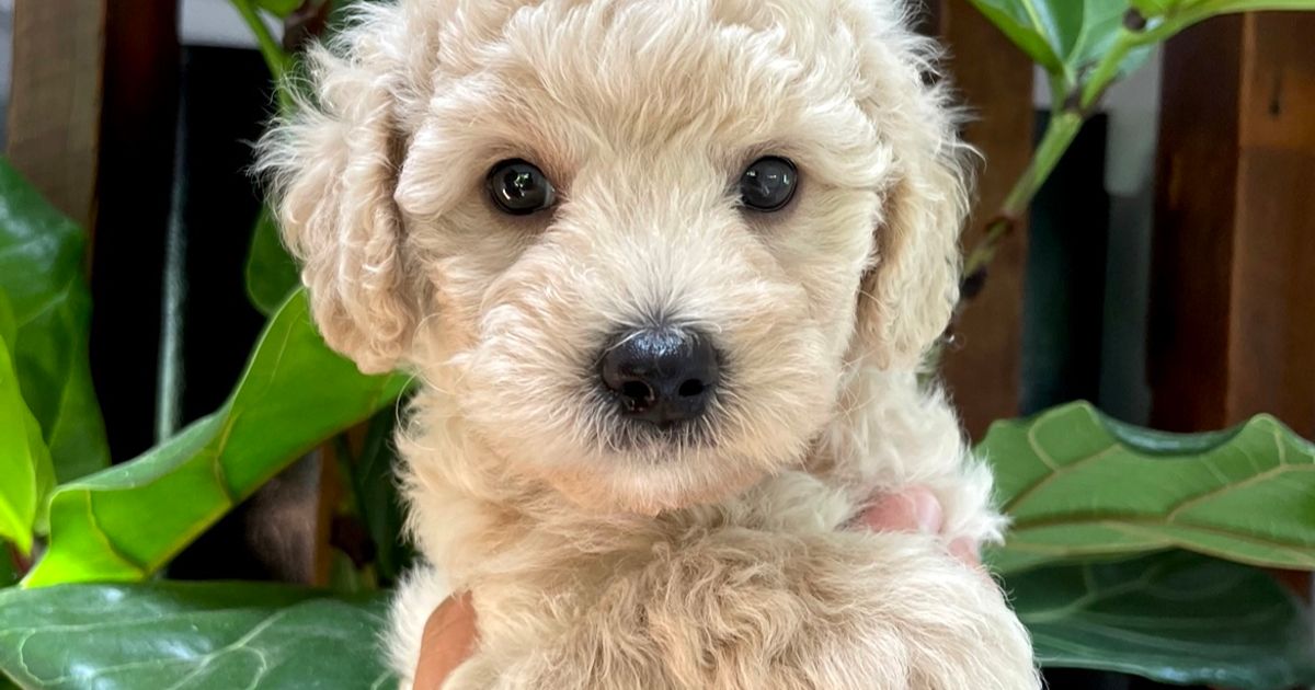 Mini Poodle x Bichon Frise (Bichoodle Paradise), responsible breeder in ...
