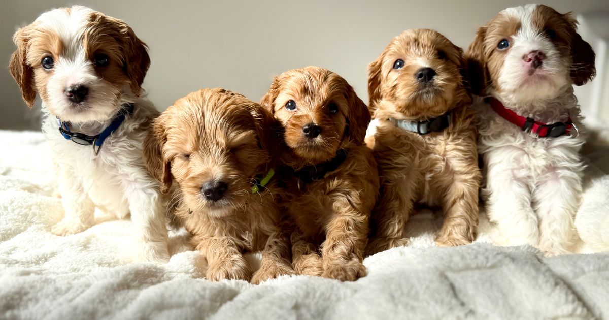 Mica’s Mini Cavoodles, responsible breeder in Queensland - RightPaw