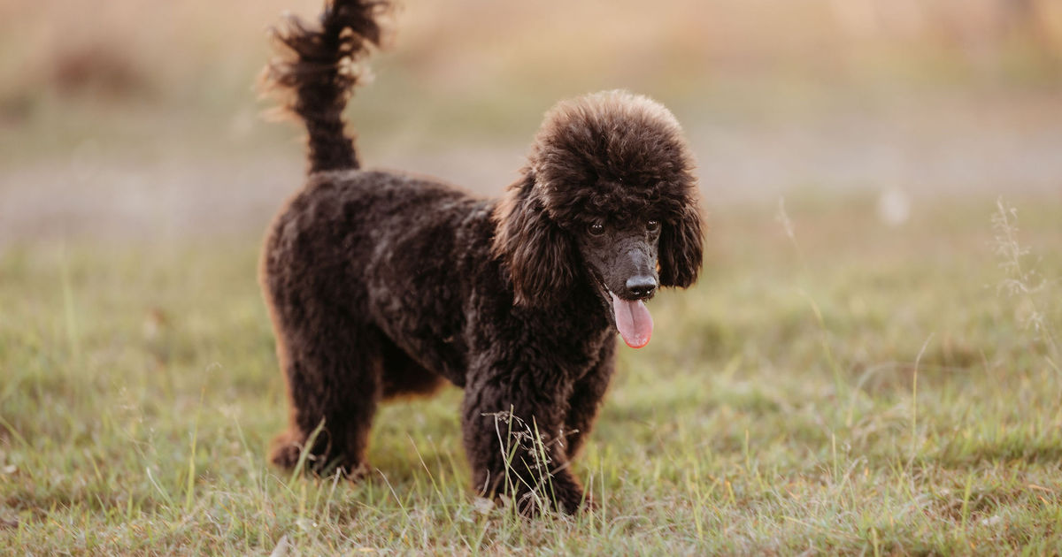 Ula'ree Miniature Poodles, responsible breeder in Queensland - RightPaw