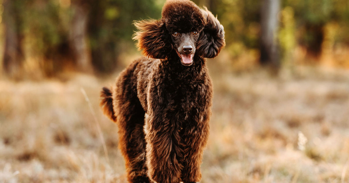 Ula'ree Miniature Poodles, responsible breeder in Queensland - RightPaw