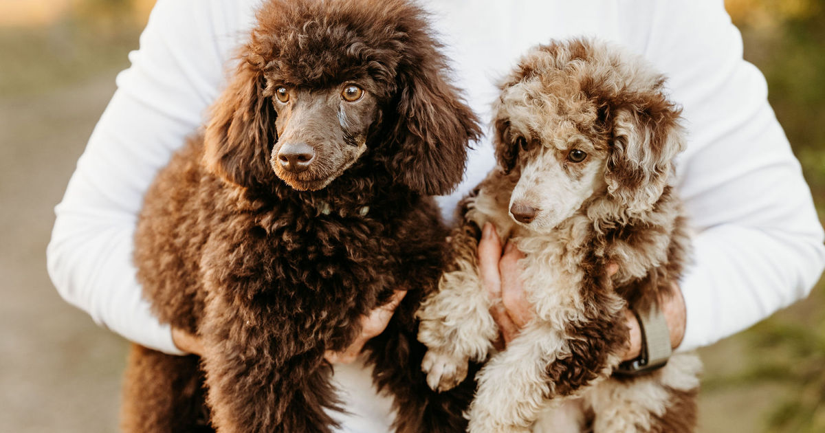 Ula'ree Miniature Poodles, responsible breeder in Queensland - RightPaw