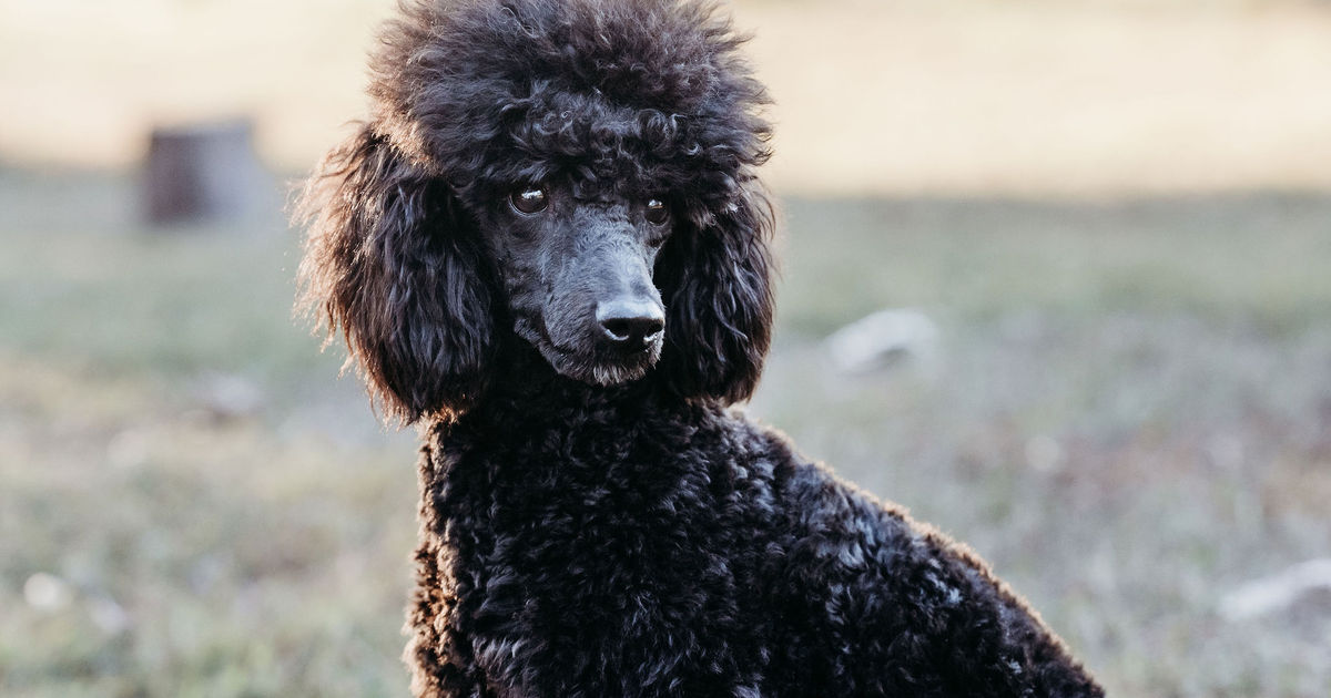Ula'ree Miniature Poodles, responsible breeder in Queensland - RightPaw