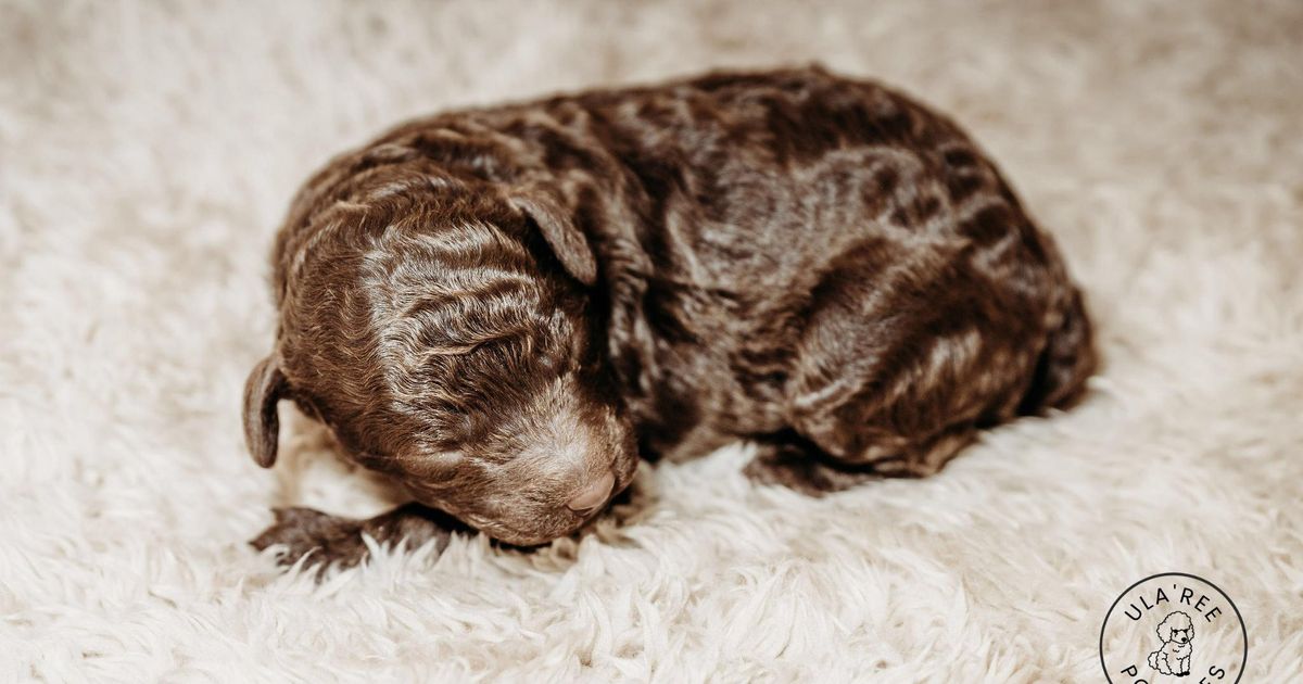 Ula'ree Miniature Poodles, responsible breeder in Queensland - RightPaw