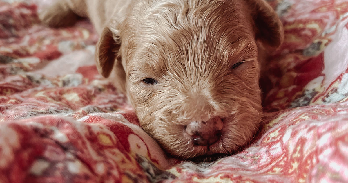 Bogan Moodles, responsible breeder in Queensland - RightPaw