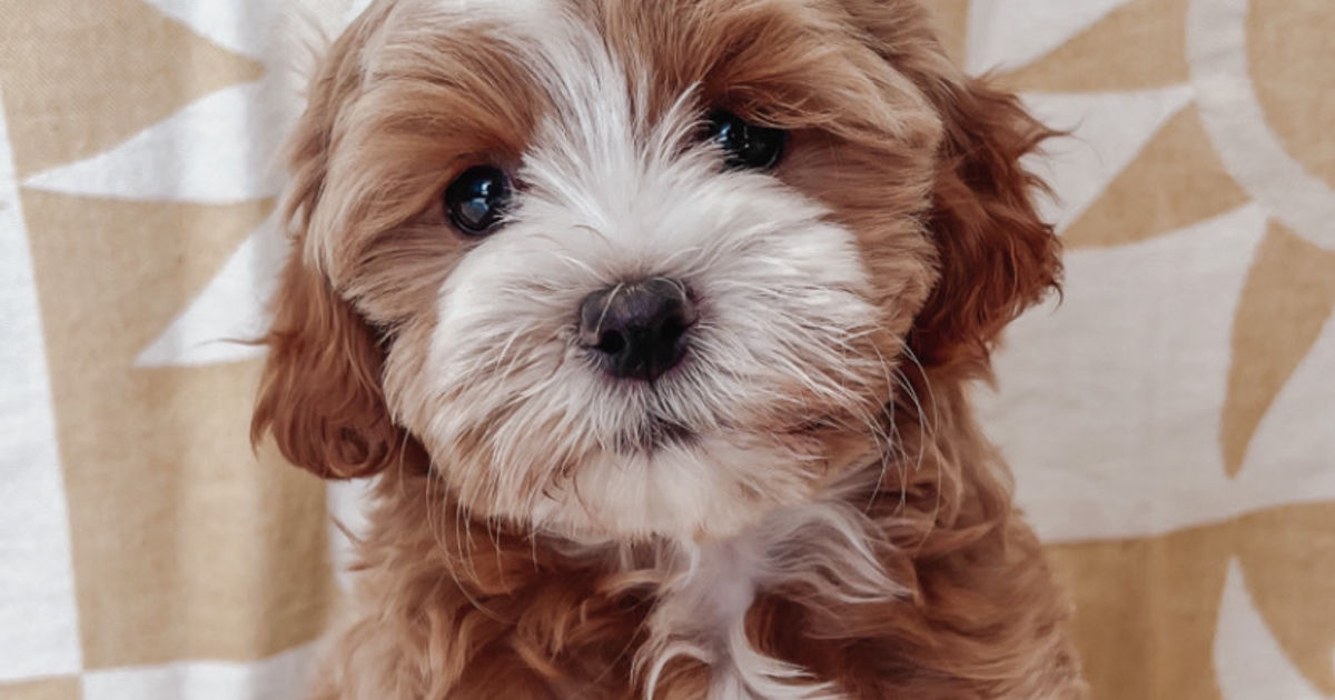 Bogan Moodles, responsible breeder in Queensland - RightPaw