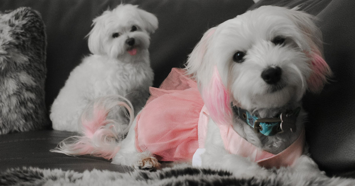 Bogan Moodles, responsible breeder in Queensland - RightPaw