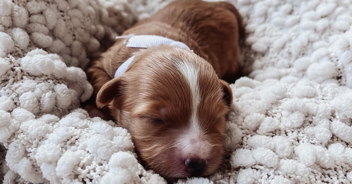 Bogan Moodles, responsible breeder in Queensland - RightPaw