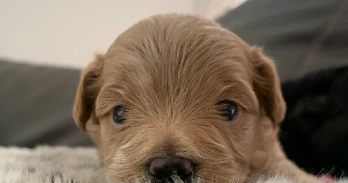 Bogan Moodles, responsible breeder in Queensland - RightPaw