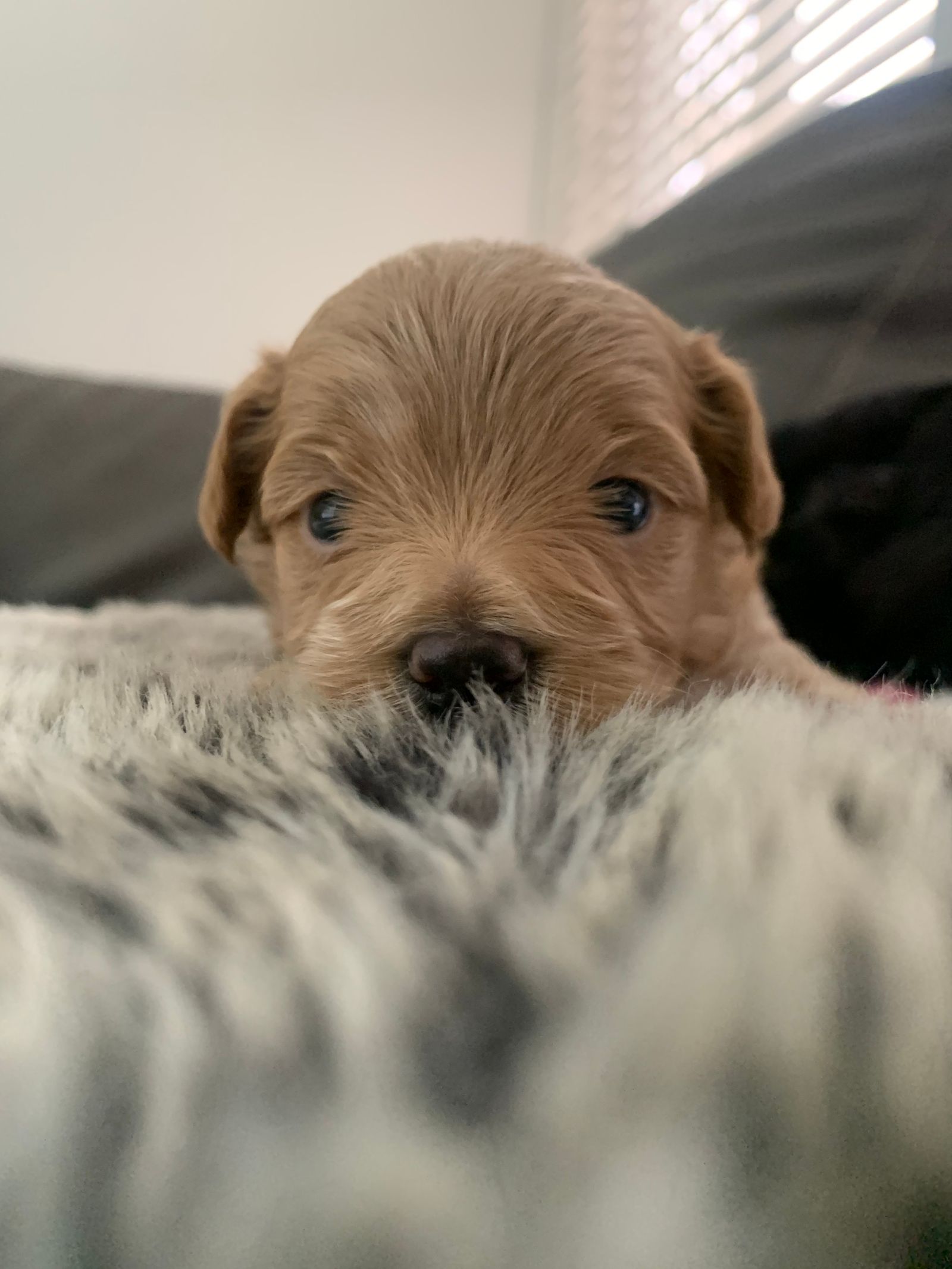 Bogan Moodles, responsible breeder in Queensland - RightPaw