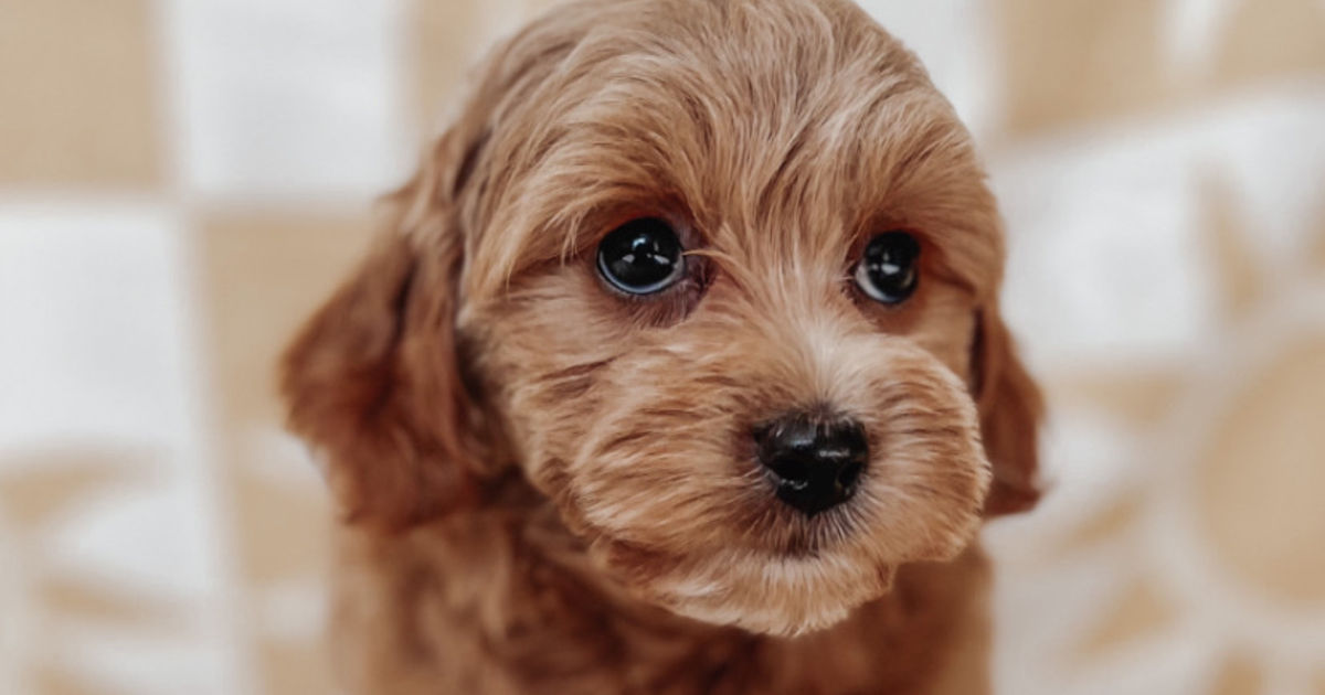 Bogan Moodles, responsible breeder in Queensland - RightPaw