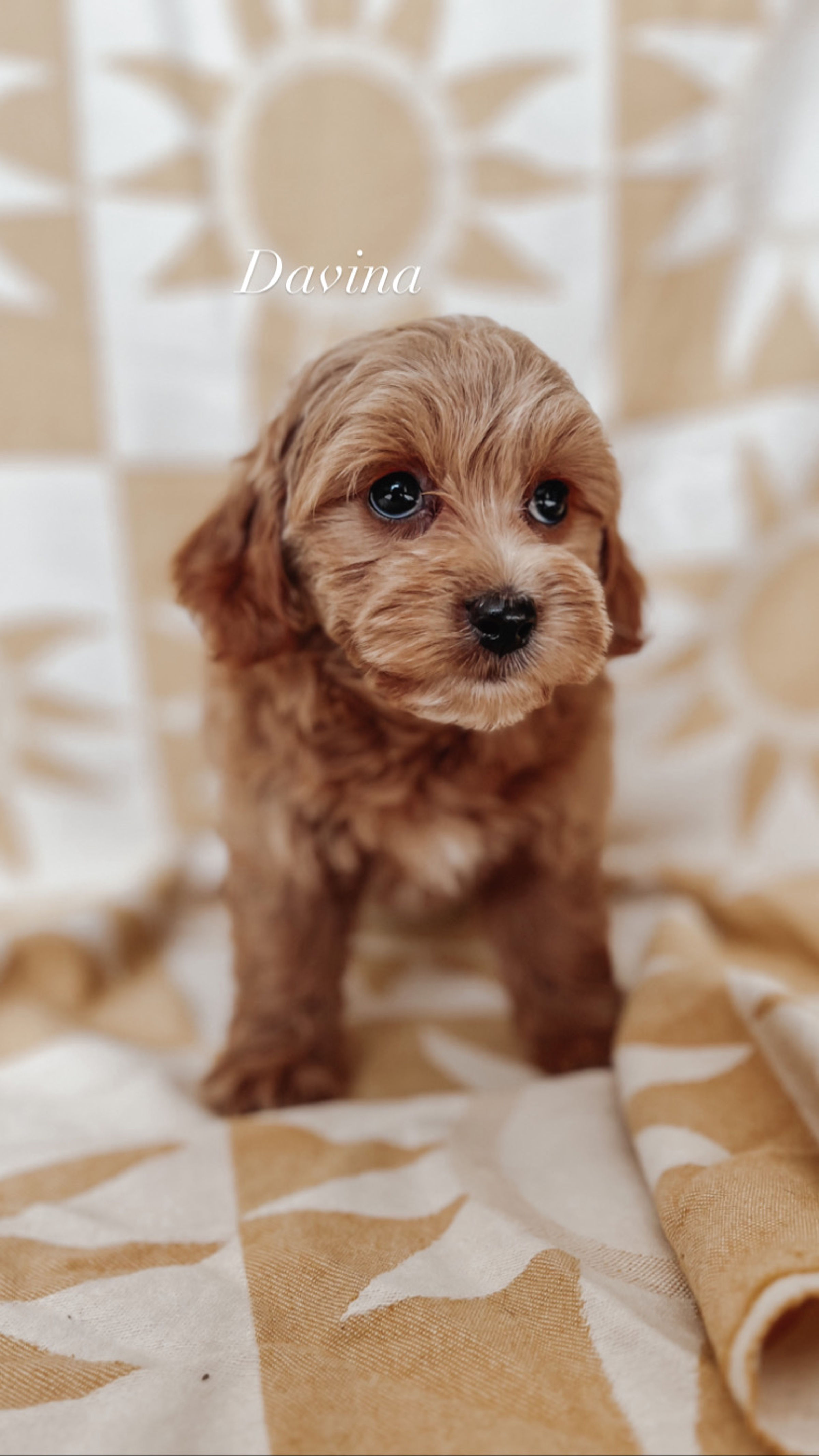 Bogan Moodles, responsible breeder in Queensland - RightPaw