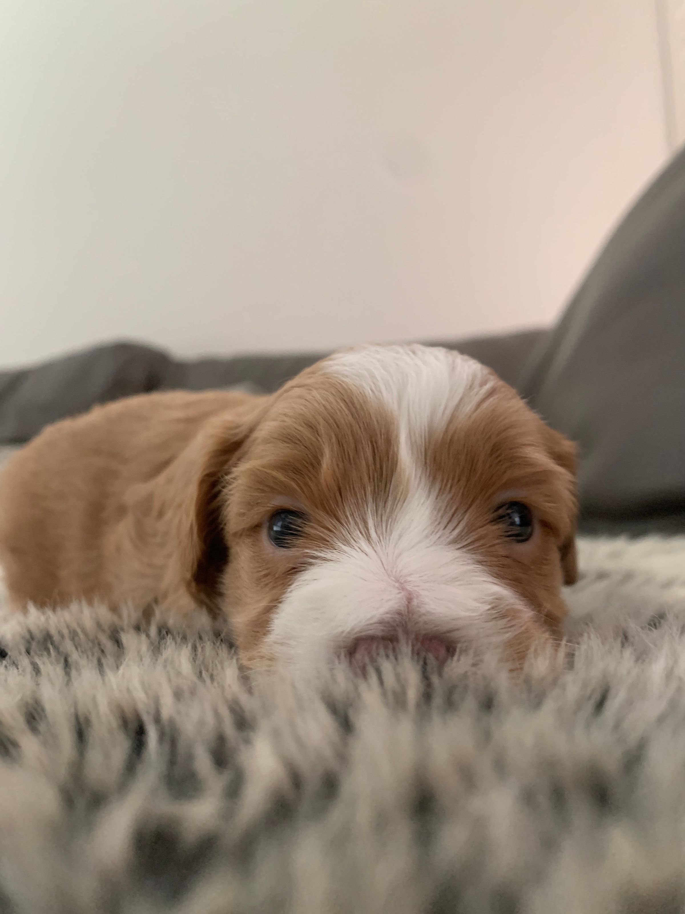 Bogan Moodles, responsible breeder in Queensland - RightPaw