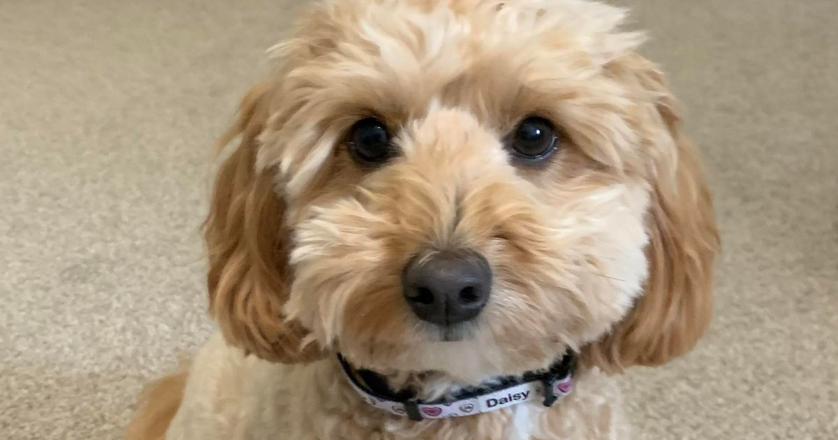 Bogan Moodles, responsible breeder in Queensland - RightPaw