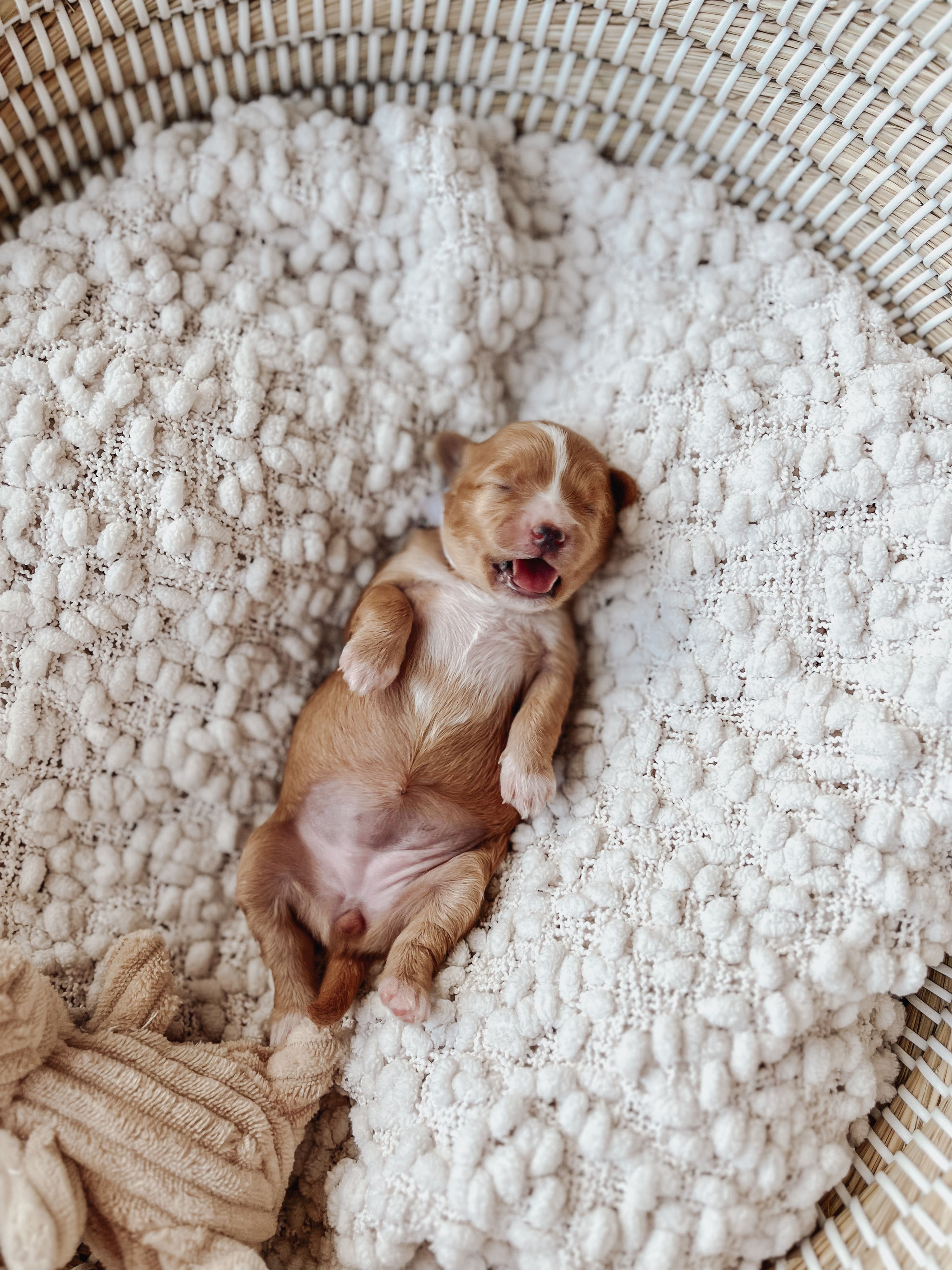 Bogan Moodles, responsible breeder in Queensland - RightPaw