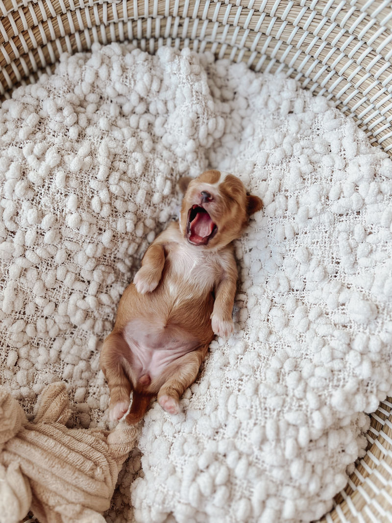 Bogan Moodles, responsible breeder in Queensland - RightPaw