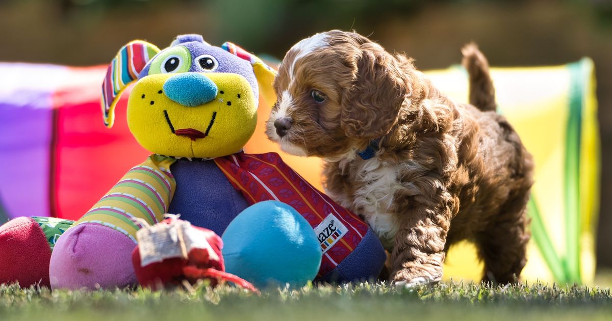 Harley & Co. Cavoodles / Love Me Harley Theodores, responsible breeder ...