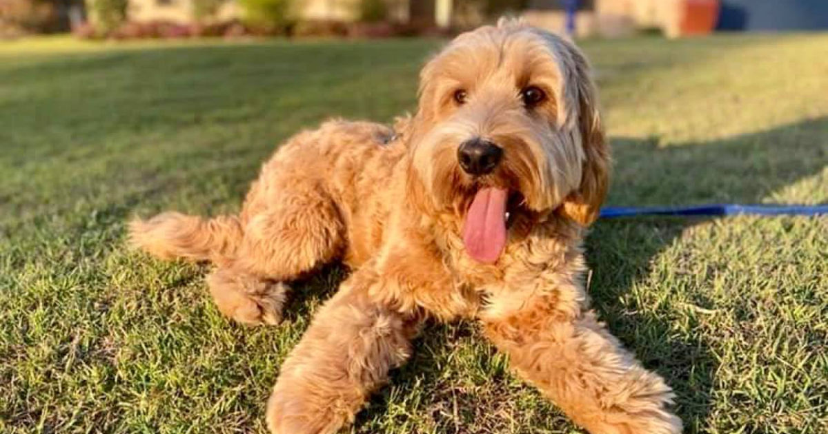 Bespoke Spoodles 🐾 Brisbane, responsible breeder in Queensland - RightPaw