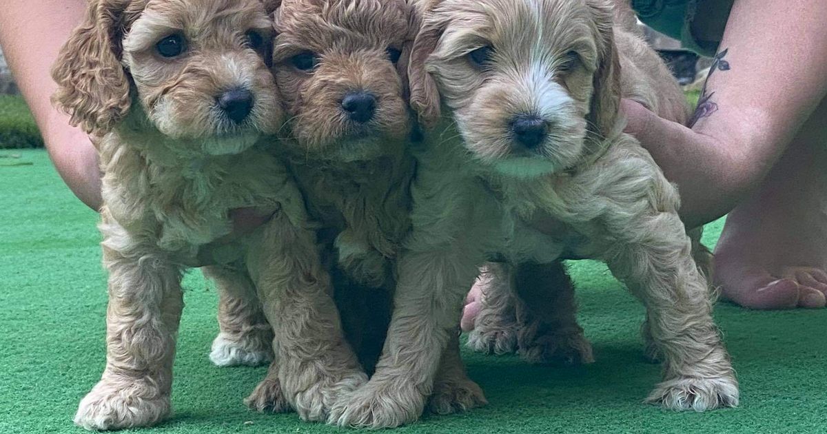 Bespoke Spoodles 🐾 Brisbane, responsible breeder in Queensland - RightPaw