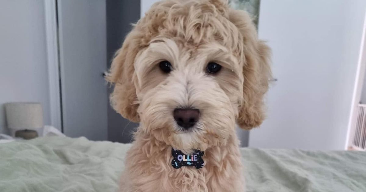 Bespoke Spoodles 🐾 Brisbane, responsible breeder in Queensland - RightPaw