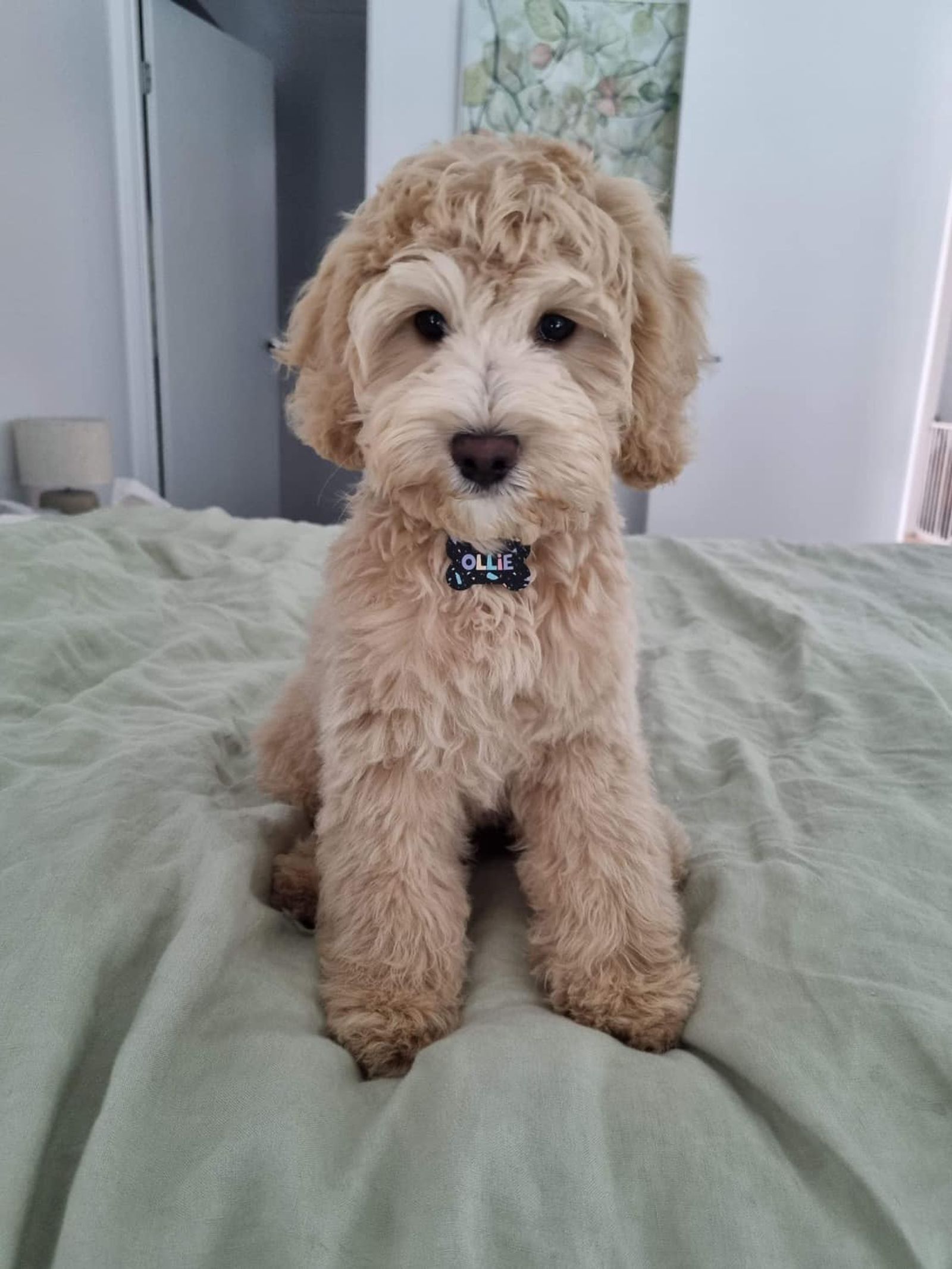 Bespoke Spoodles 🐾 Brisbane, responsible breeder in Queensland - RightPaw