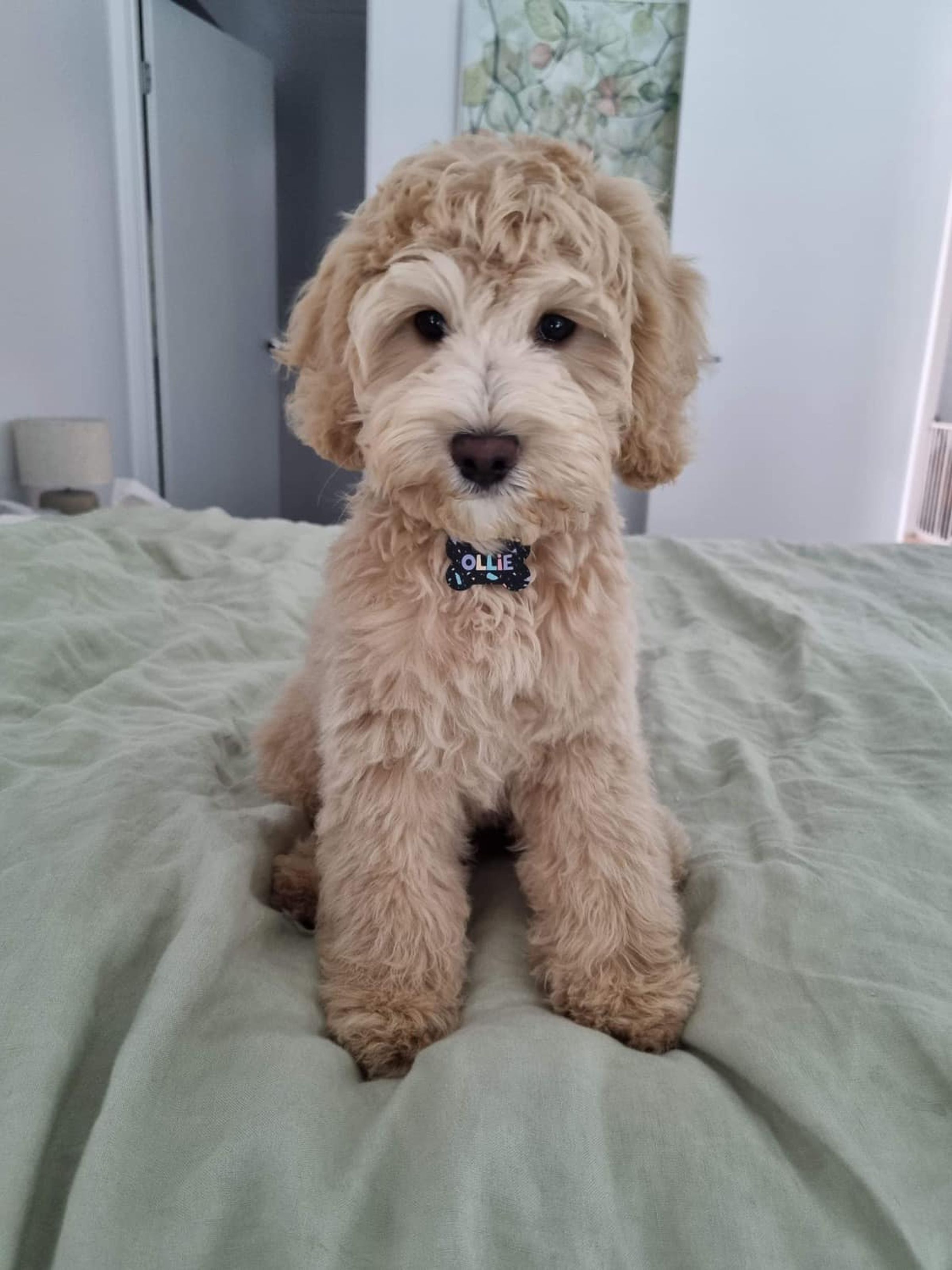 Bespoke Spoodles 🐾 Brisbane, responsible breeder in Queensland - RightPaw