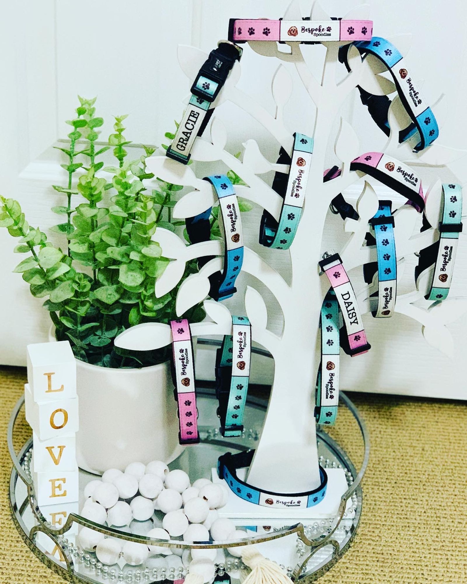 Bespoke Spoodles 🐾 Brisbane, responsible breeder in Queensland - RightPaw