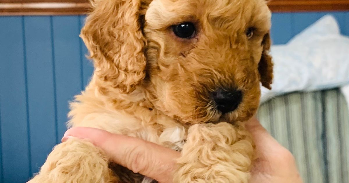 Bespoke Spoodles 🐾 Brisbane, responsible breeder in Queensland - RightPaw