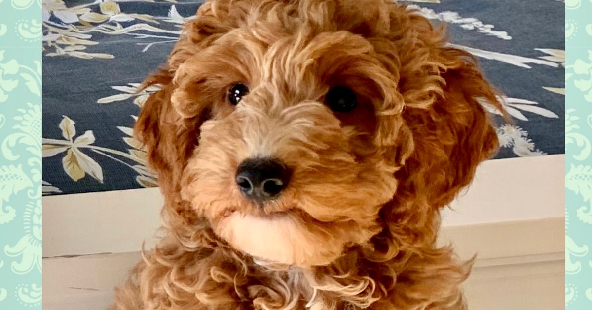 Bespoke Spoodles 🐾 Brisbane, responsible breeder in Queensland - RightPaw