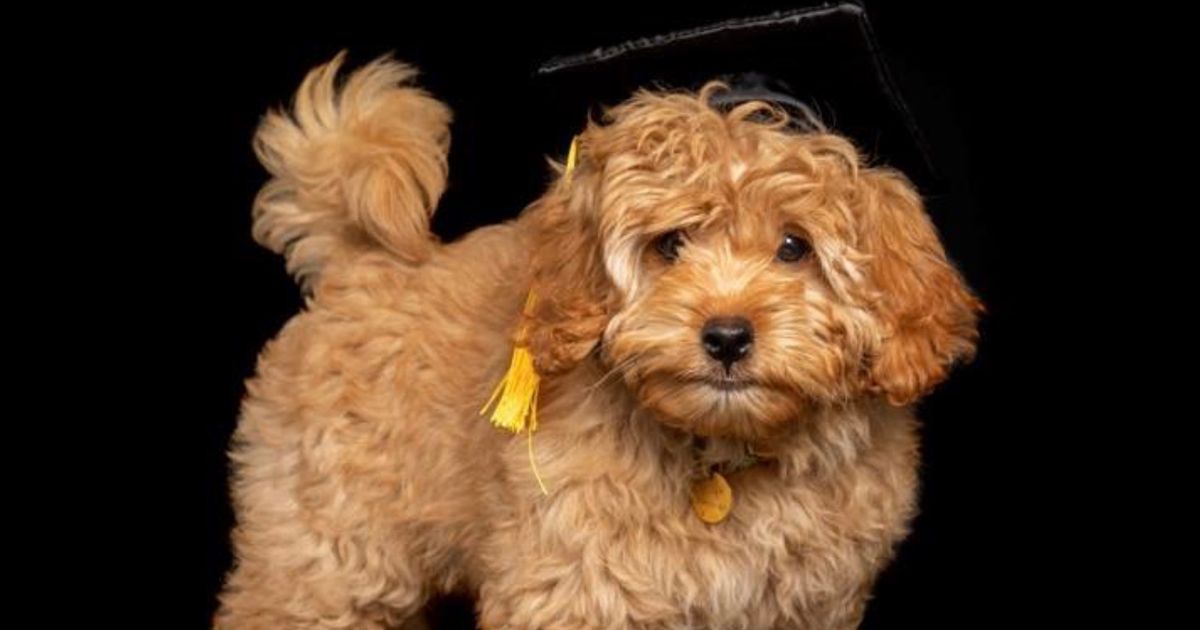 Cavoodles of Brisbane North, responsible breeder in Queensland - RightPaw