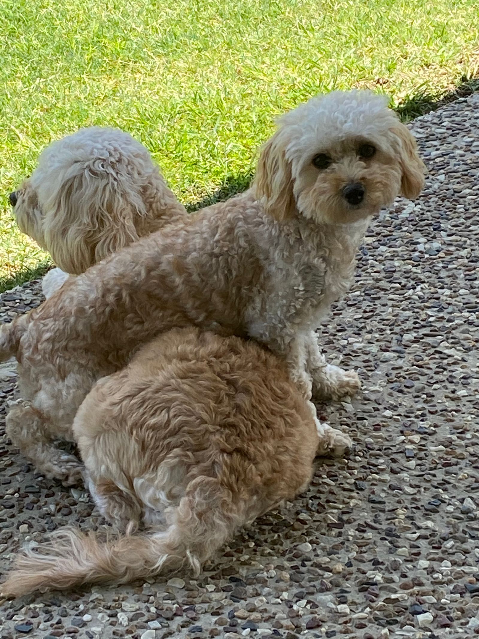 Cavoodles of Brisbane North, responsible breeder in Queensland - RightPaw